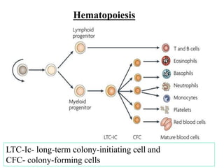 Cells of the immune system | PPT