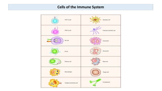 Cells of the Immune System 120722.pptx immunology | PPT