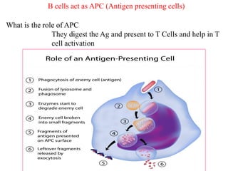 Cells of the immune system | PDF