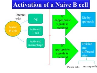 Cells of the immune system | PDF