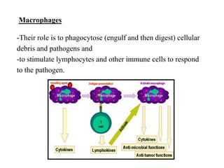 Cells of the immune system | PPT