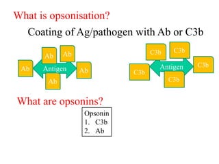 Cells of the immune system | PPT | Free Download