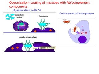 Cells of the immune system | PPT