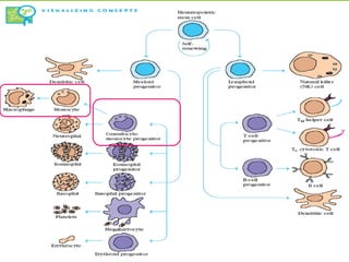 Cells of the immune system | PPT