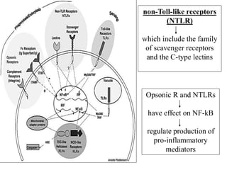 Cells of the immune system | PPT