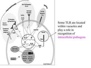 Cells of the immune system | PPT