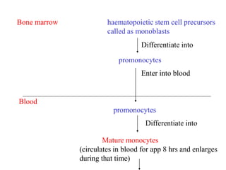 Cells of the immune system | PPT