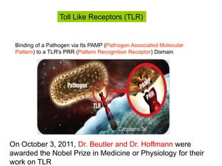 Cells of the immune system | PPT