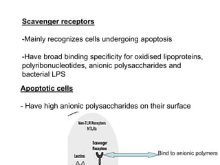 Cells of the immune system | PDF