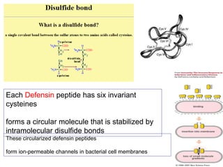 Cells of the immune system | PPT