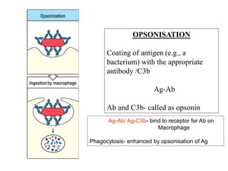 Cells of the immune system | PPT
