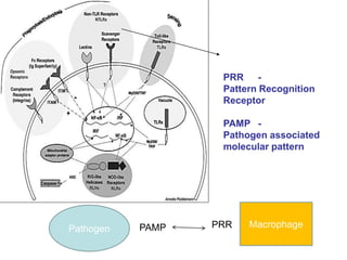 Cells of the immune system | PPT