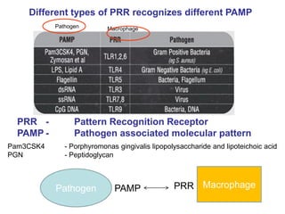 Cells of the immune system | PPT