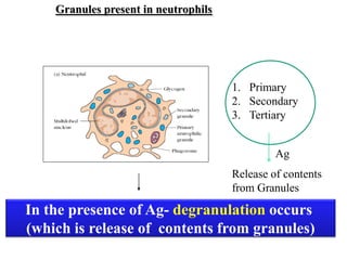Cells of the immune system | PDF