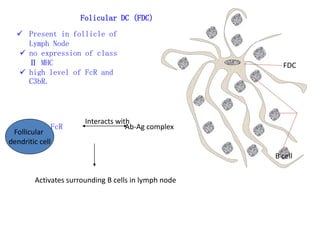 Cells of the immune system | PPT
