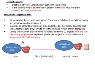 Cells of the immune system | PPT