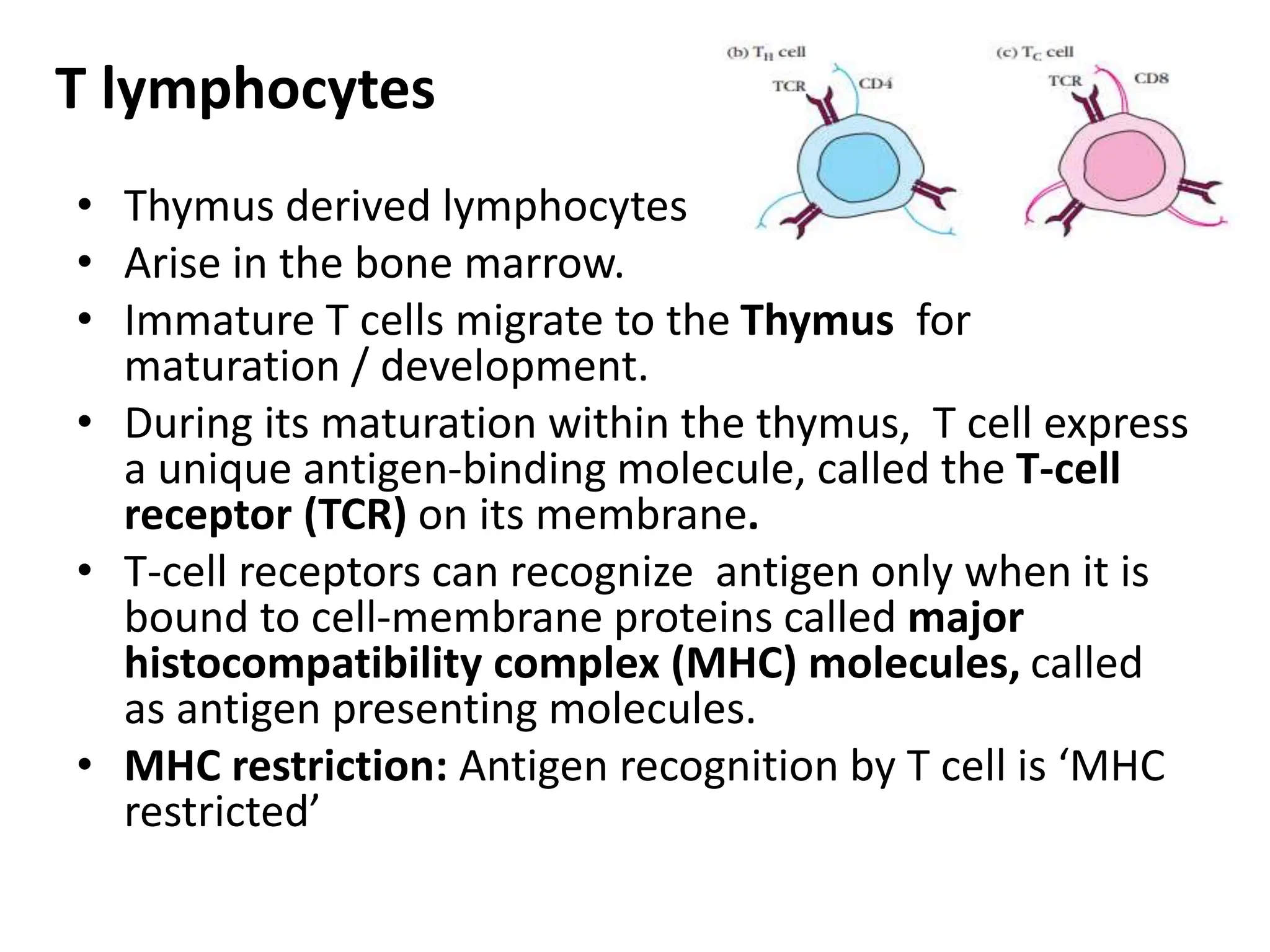Cells Of The Immune System Mir Maisarpptx