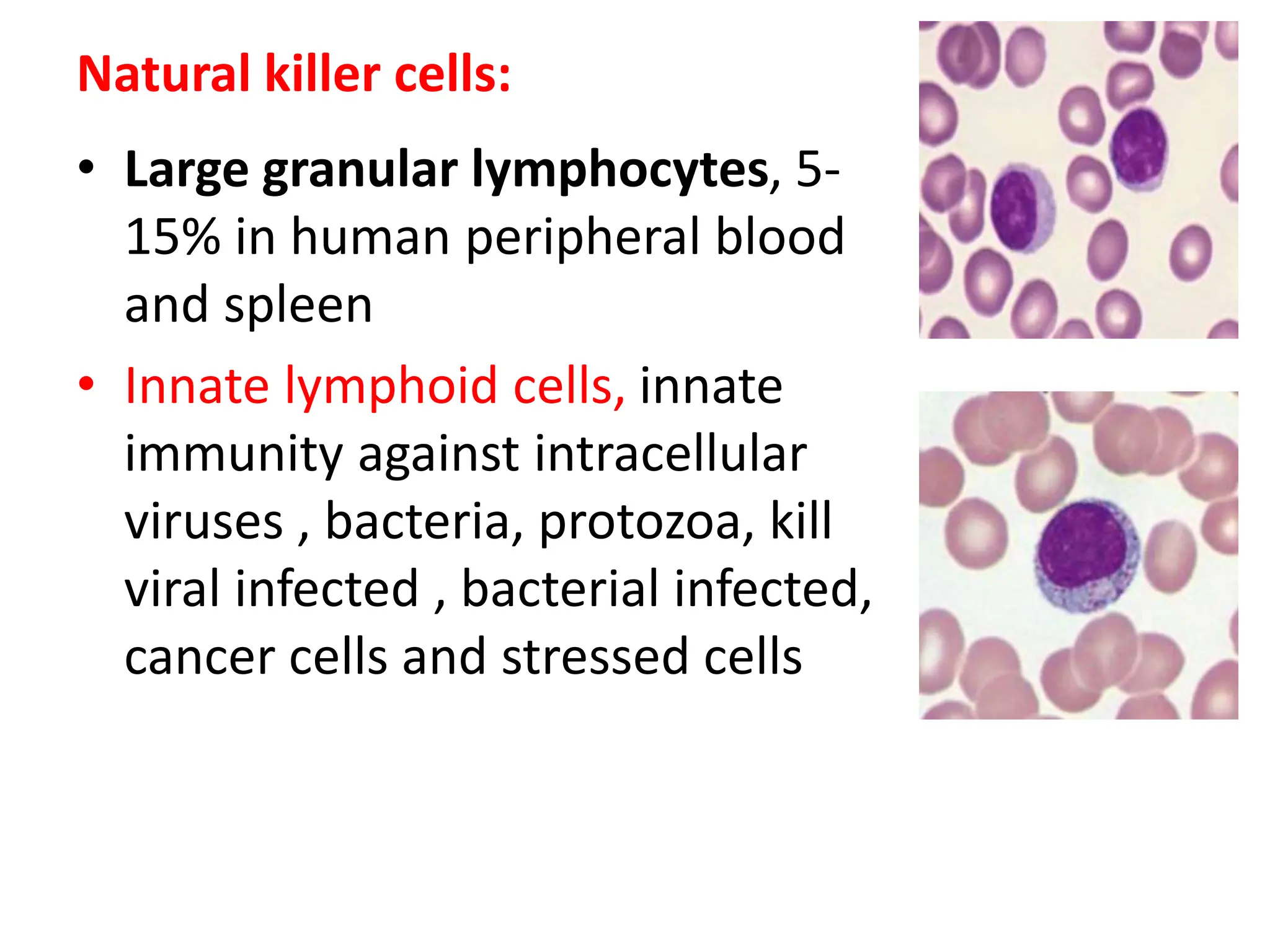 Cells of the Immune system Mir Maisar.pptx