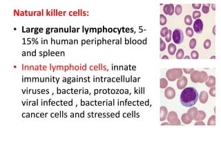 Cells of the Immune system Mir Maisar.pptx