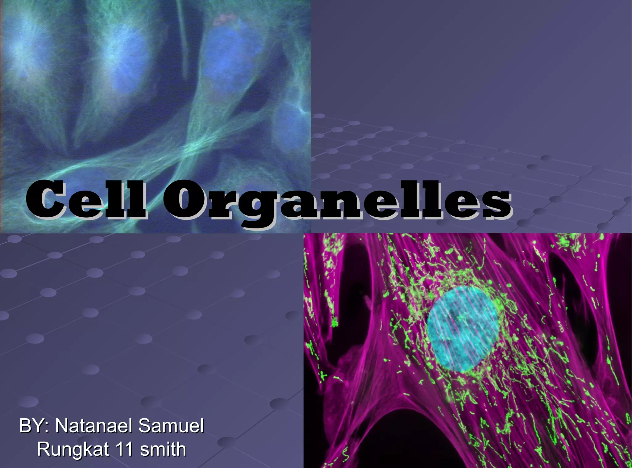 Cells & organelles 2015 | PPT
