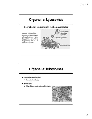 cells & organelles complete.pdf