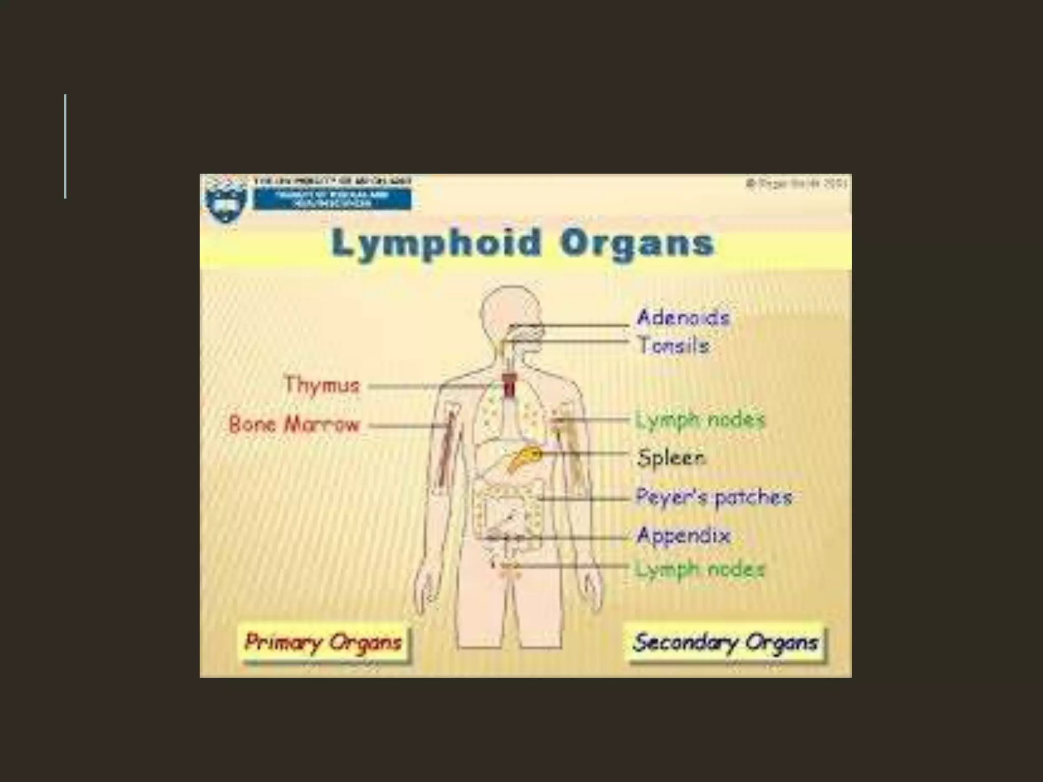 Cells & organs of immune system | PPTX
