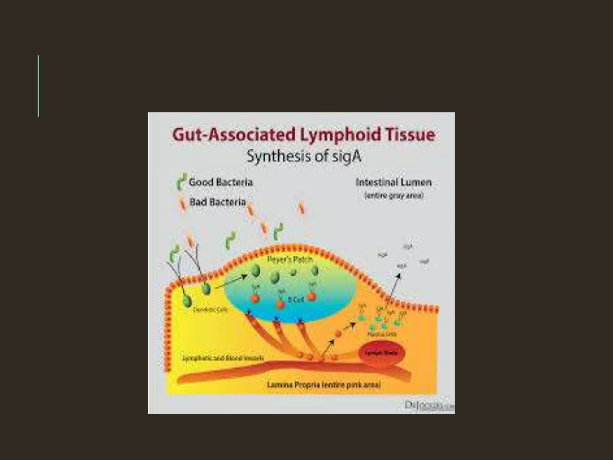 Cells & organs of immune system | PPTX