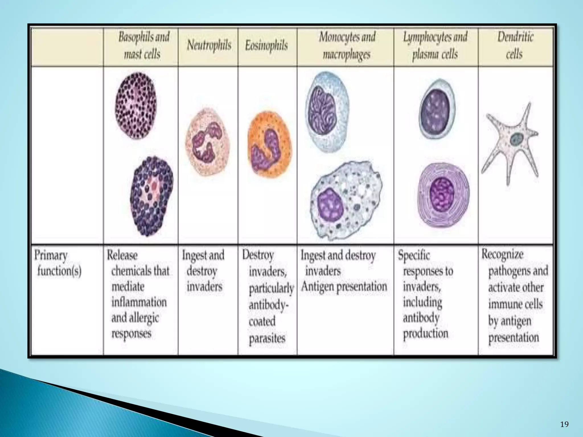 Cells & organs of immune system | PPTX