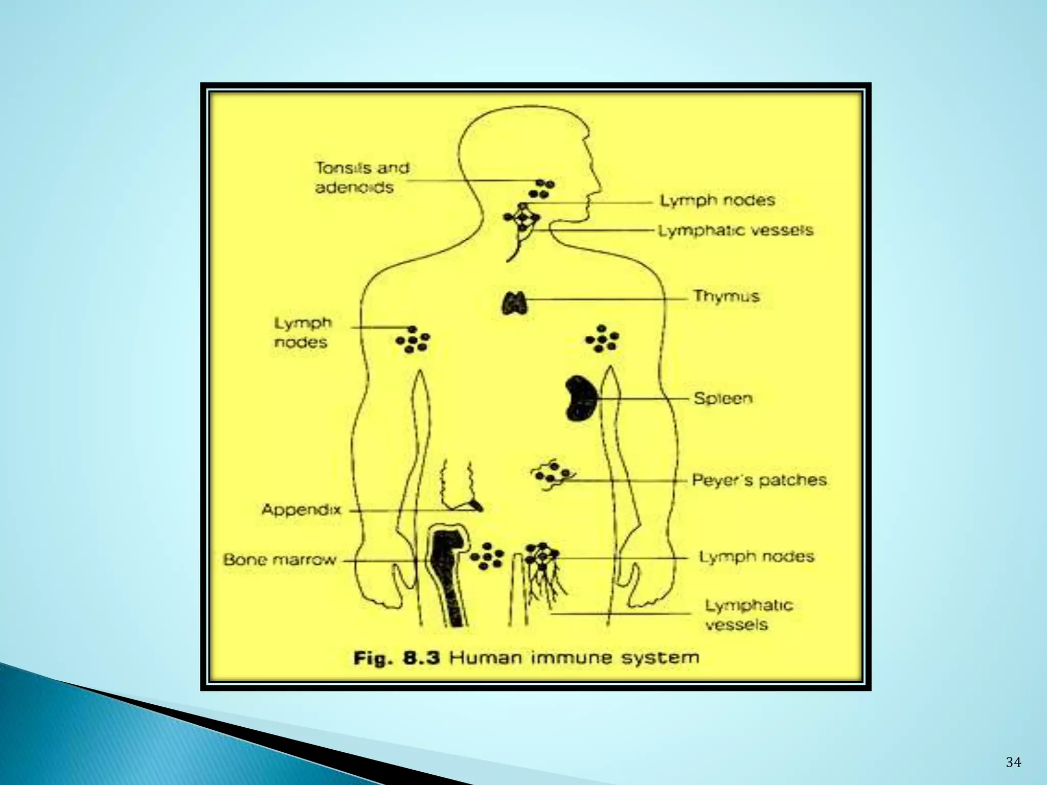 Cells & organs of immune system | PPTX
