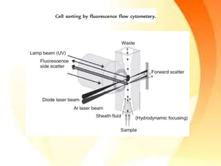 Cell sorting/FLOW CYTOMETERY/Fluorescence Flow Cytometry | PPT
