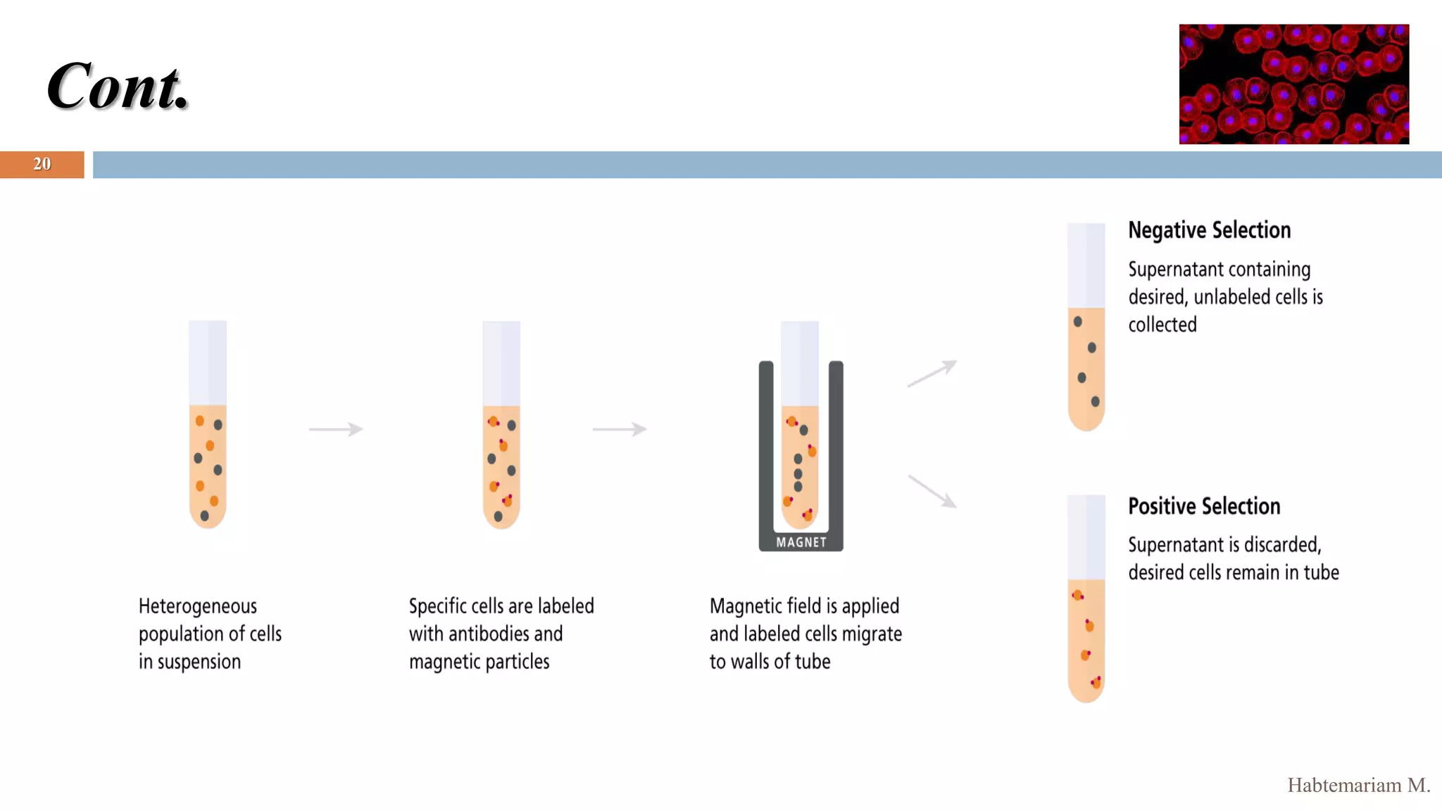 Cell Sorting Techniques | PPTX