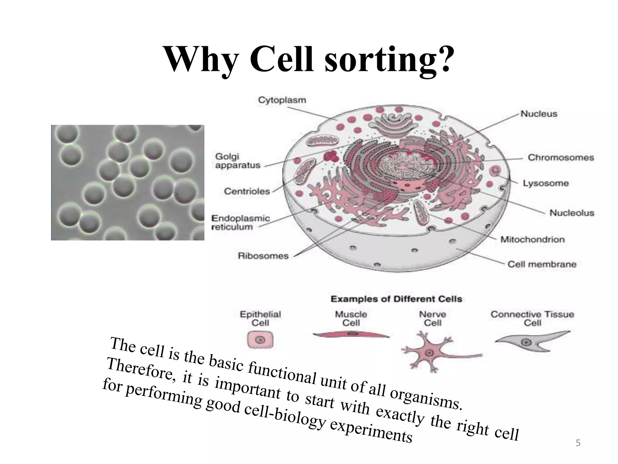 Cell sorting .pptx