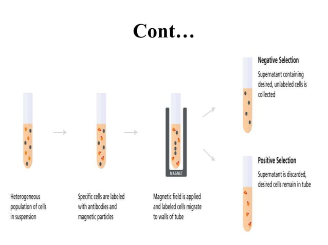 Cell sorting .pptx | Biological Sciences | Science