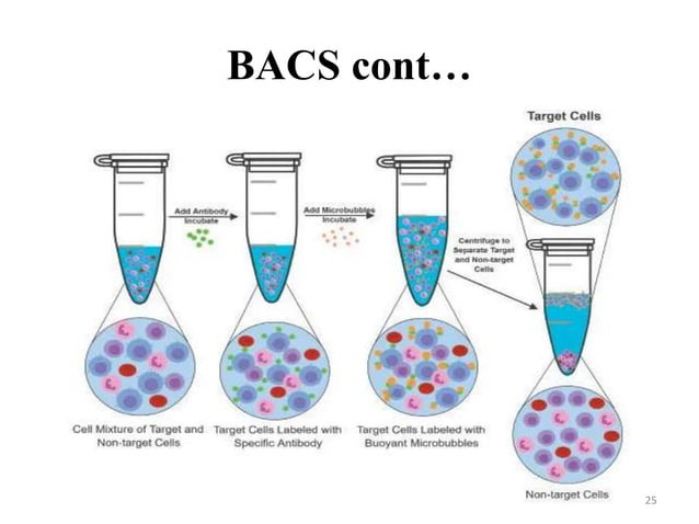 Cell sorting .pptx | Biological Sciences | Science