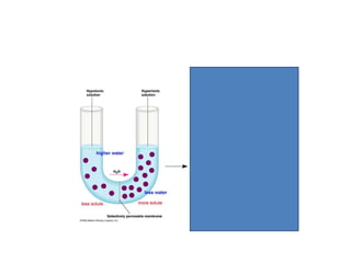 Cells Osmosis | PPT