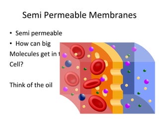 Cells Osmosis | PPT