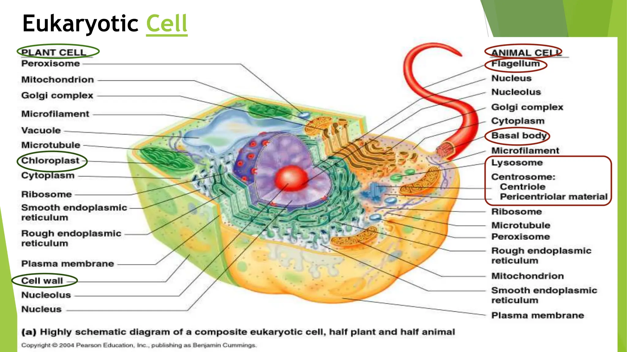 GENERAL BIOLOGY 1 CELLS AND ITS ORGANELLES.pptx
