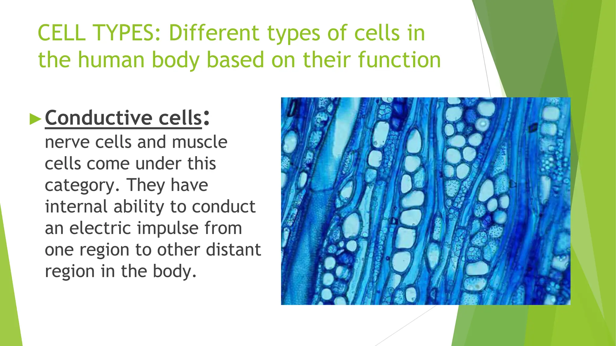 GENERAL BIOLOGY 1 CELLS AND ITS ORGANELLES.pptx
