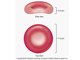 cell_specialisation and tissues 2020.ppt