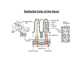 cell_specialisation and tissues 2020.ppt