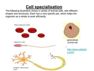 cell_specialisation and tissues 2020.ppt