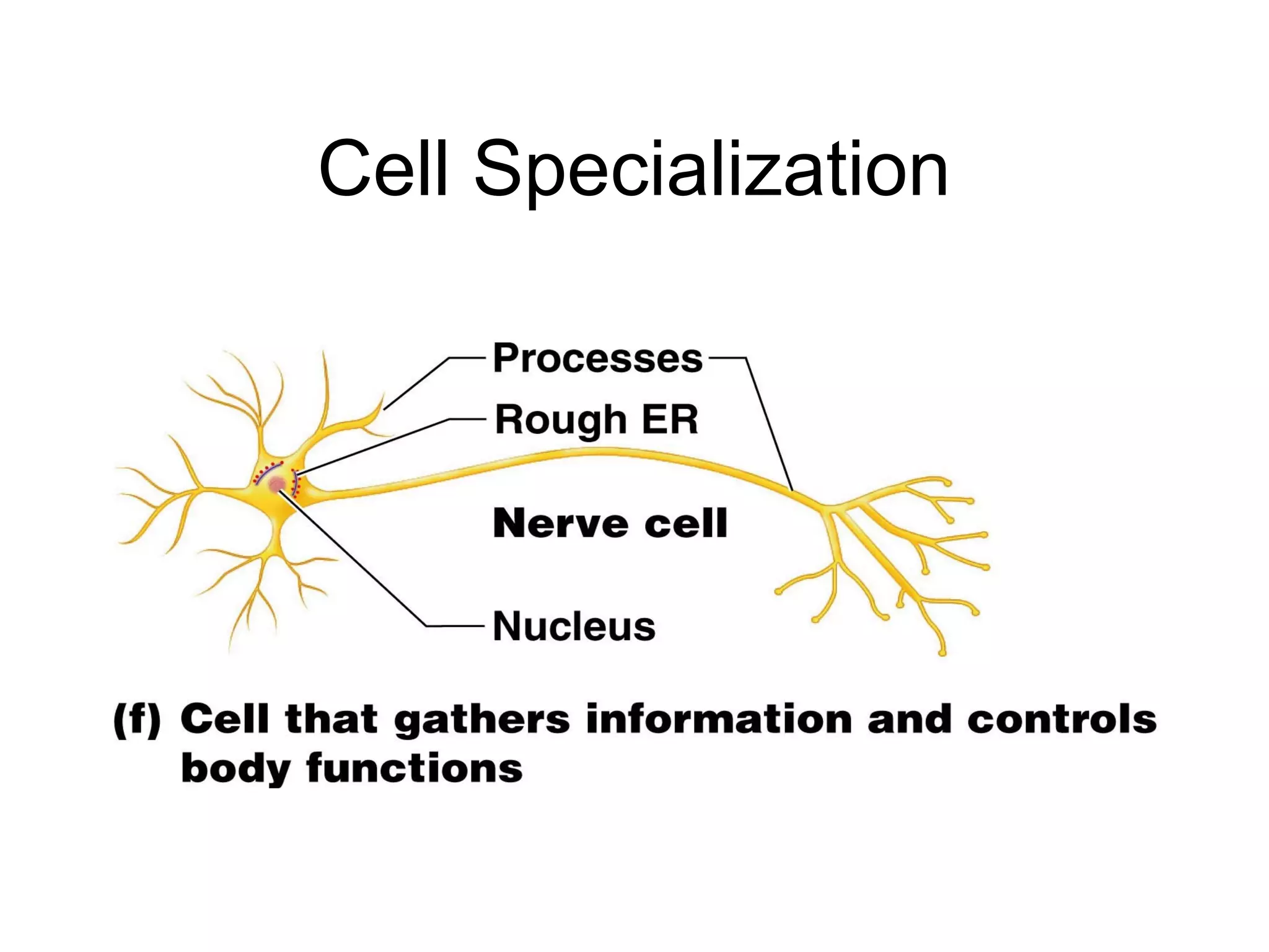 Cell specialization | PPT