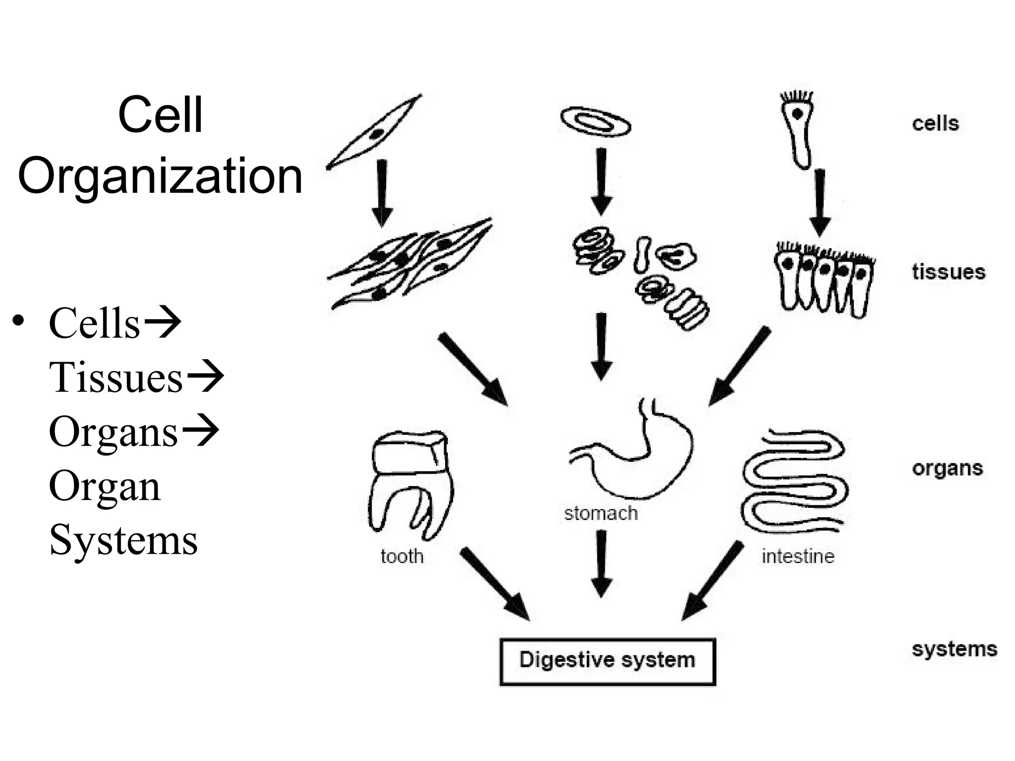 Cell specialization | PPT