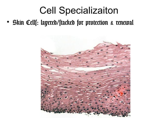 Cell specialization | PPT