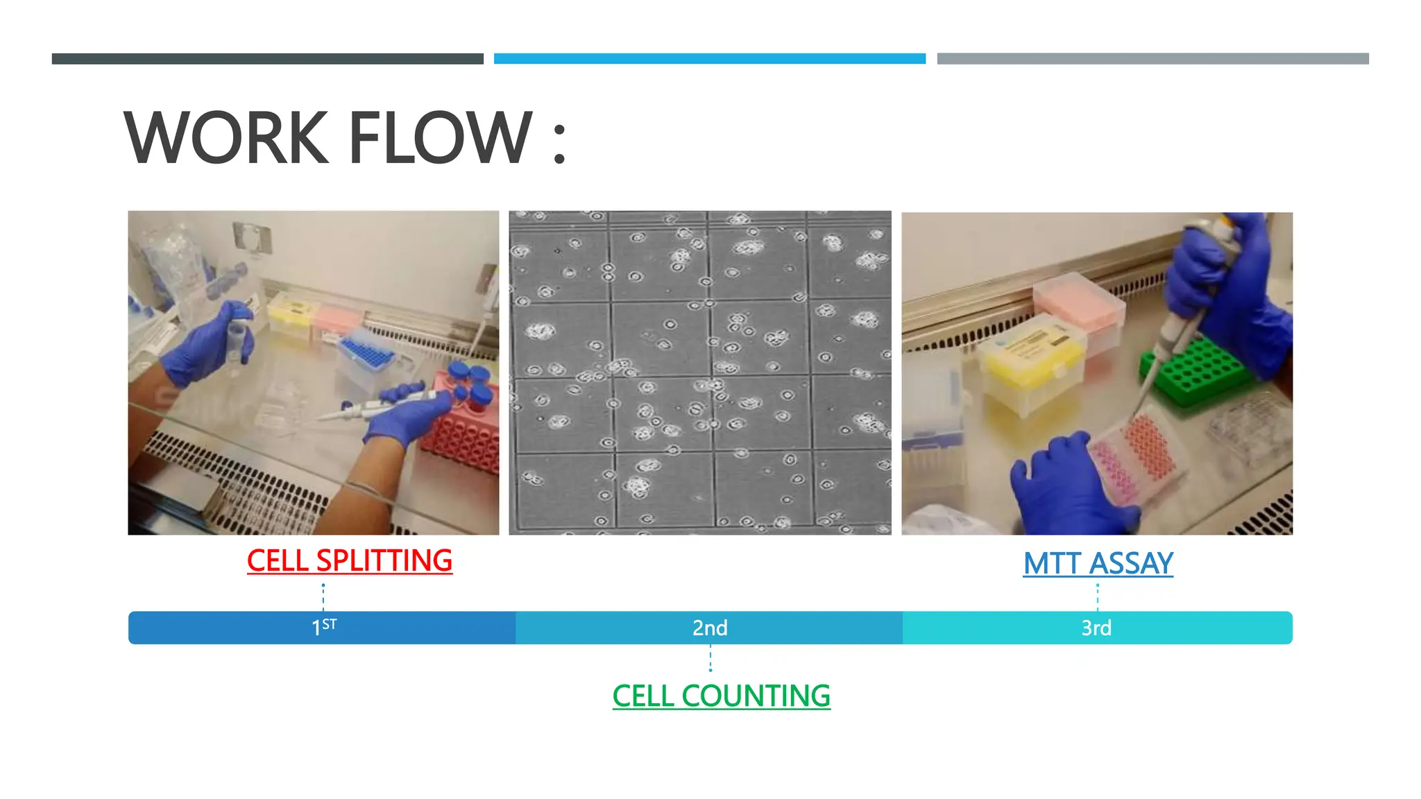MTT Assay (cell spiltting + cell counting) | PPTX