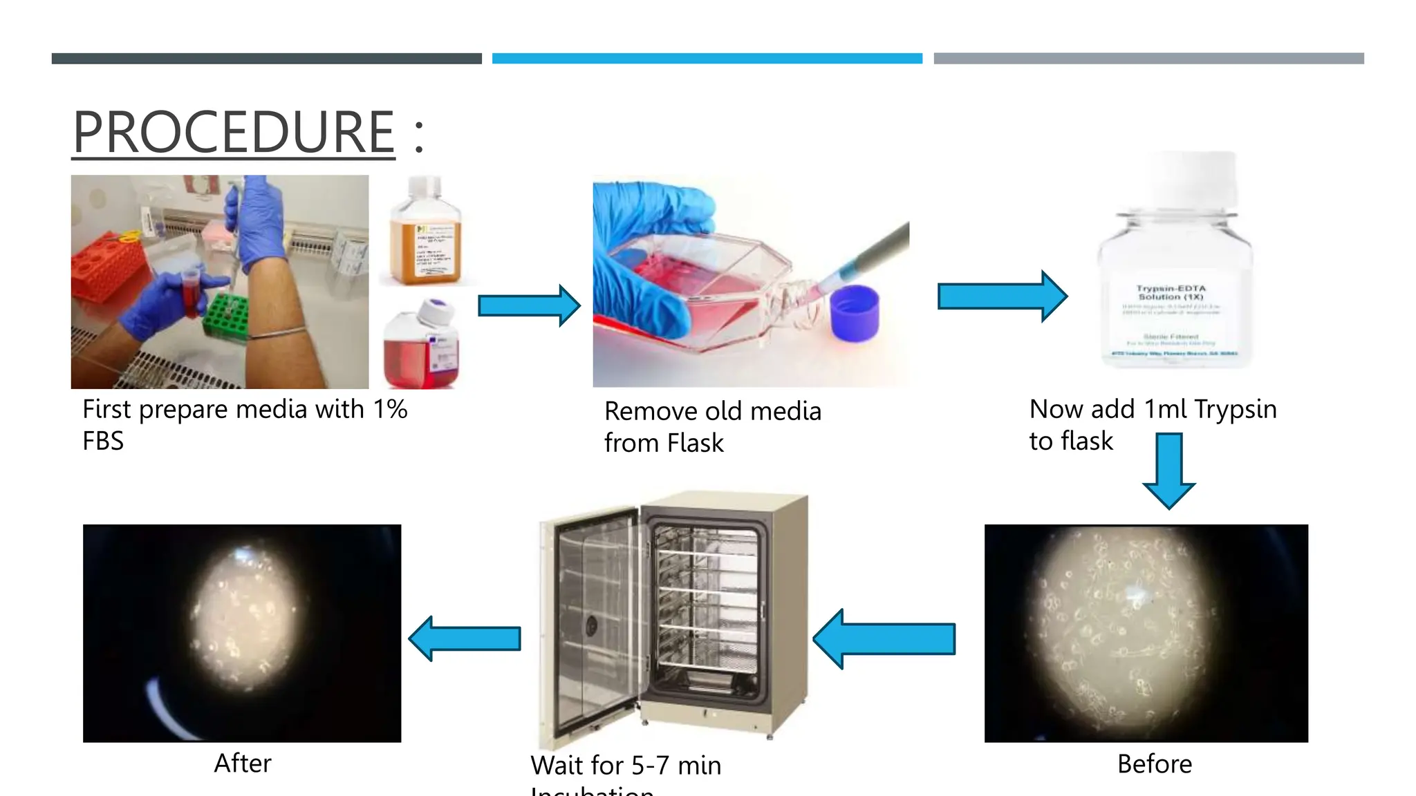 MTT Assay (cell spiltting + cell counting) | PPTX