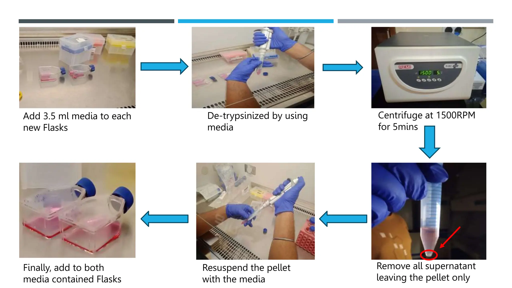 MTT Assay (cell spiltting + cell counting) | PPTX