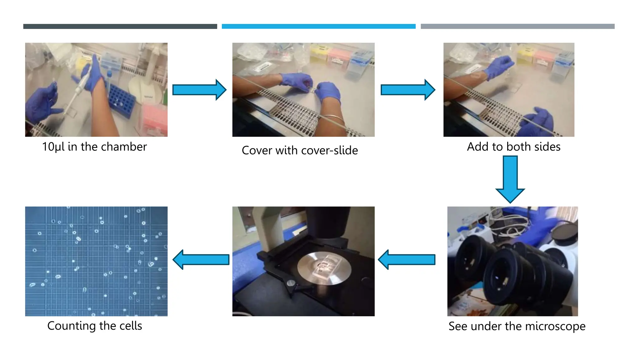MTT Assay (cell spiltting + cell counting) | PPTX