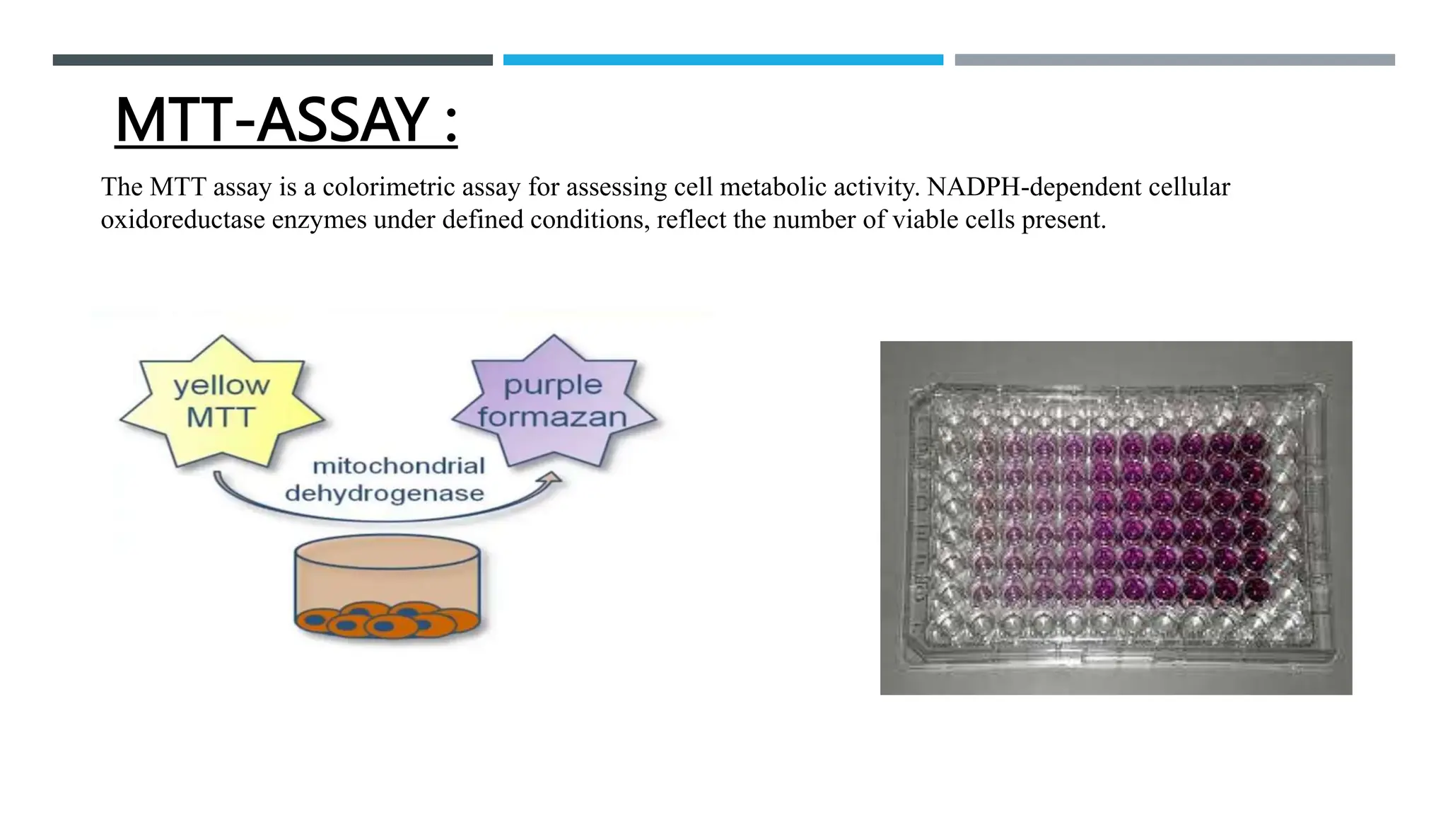 MTT Assay (cell spiltting + cell counting) | PPT