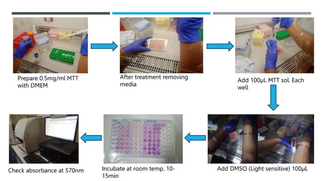 MTT Assay (cell spiltting + cell counting) | PPT